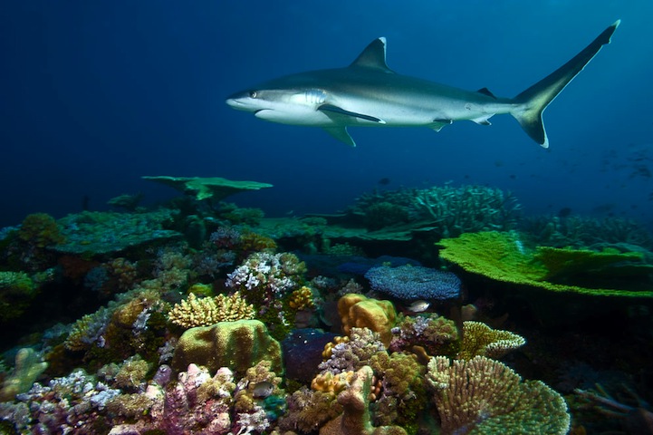 Stunning Moments of Life Under the Sea