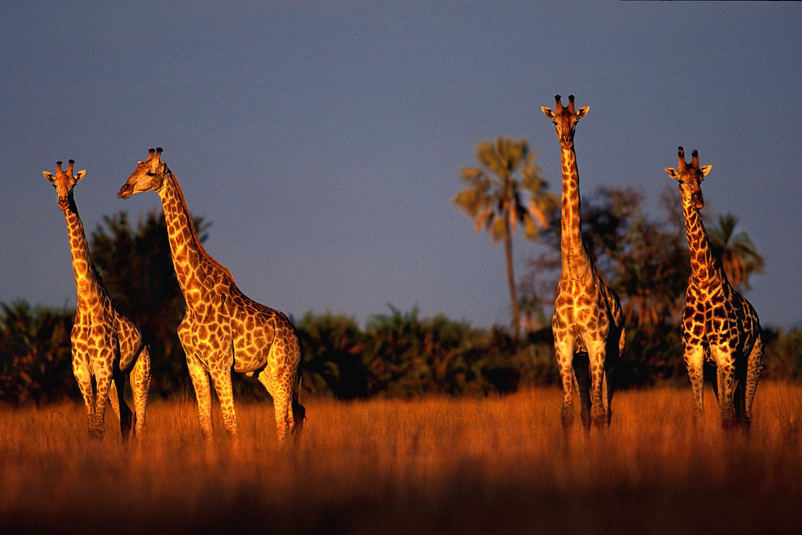 Amazing Wildlife Photography - Suha Derbent (18 photos)