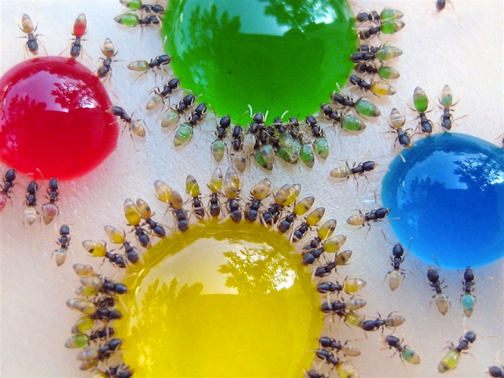 Rainbow-Colored Ants