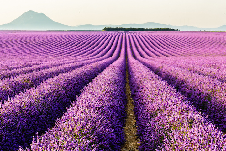 Stunning Photos Capture the Dreamy Beauty of Rolling Lavender Fields
