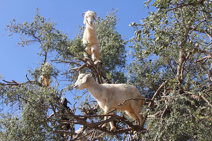 Photos Capture the Incredible Tree-Climbing Goats of Morocco Mounting ...