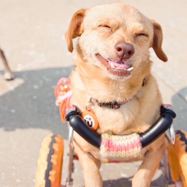 Adorable Dog with Underbite Leads Campaign to Promote the Adoption of ...