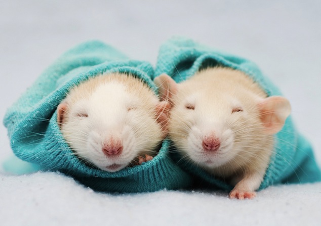 Incredibly Cute Rats (15 photos)