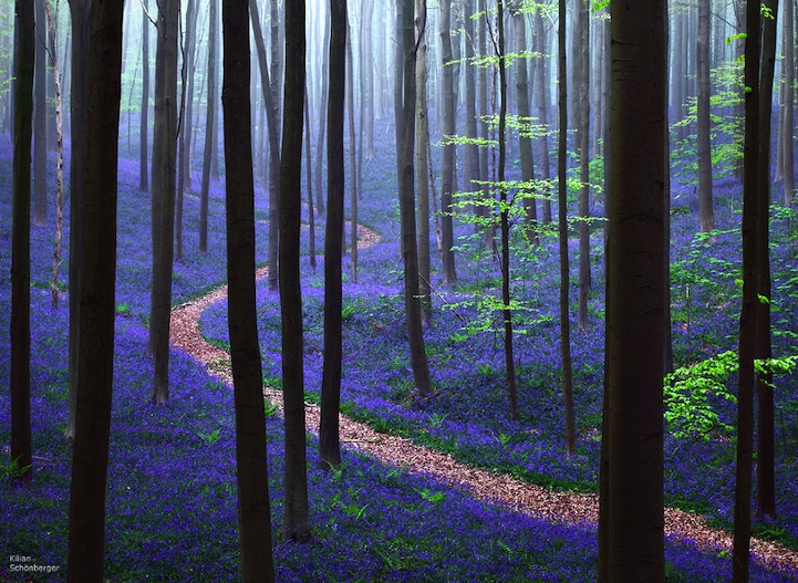 Breathtaking Photos of the Blue Forest in Belgium