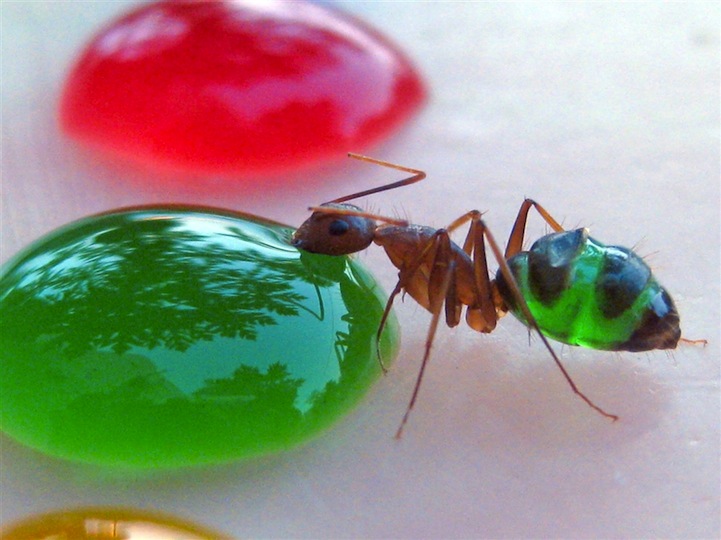 Rainbow-Colored Ants