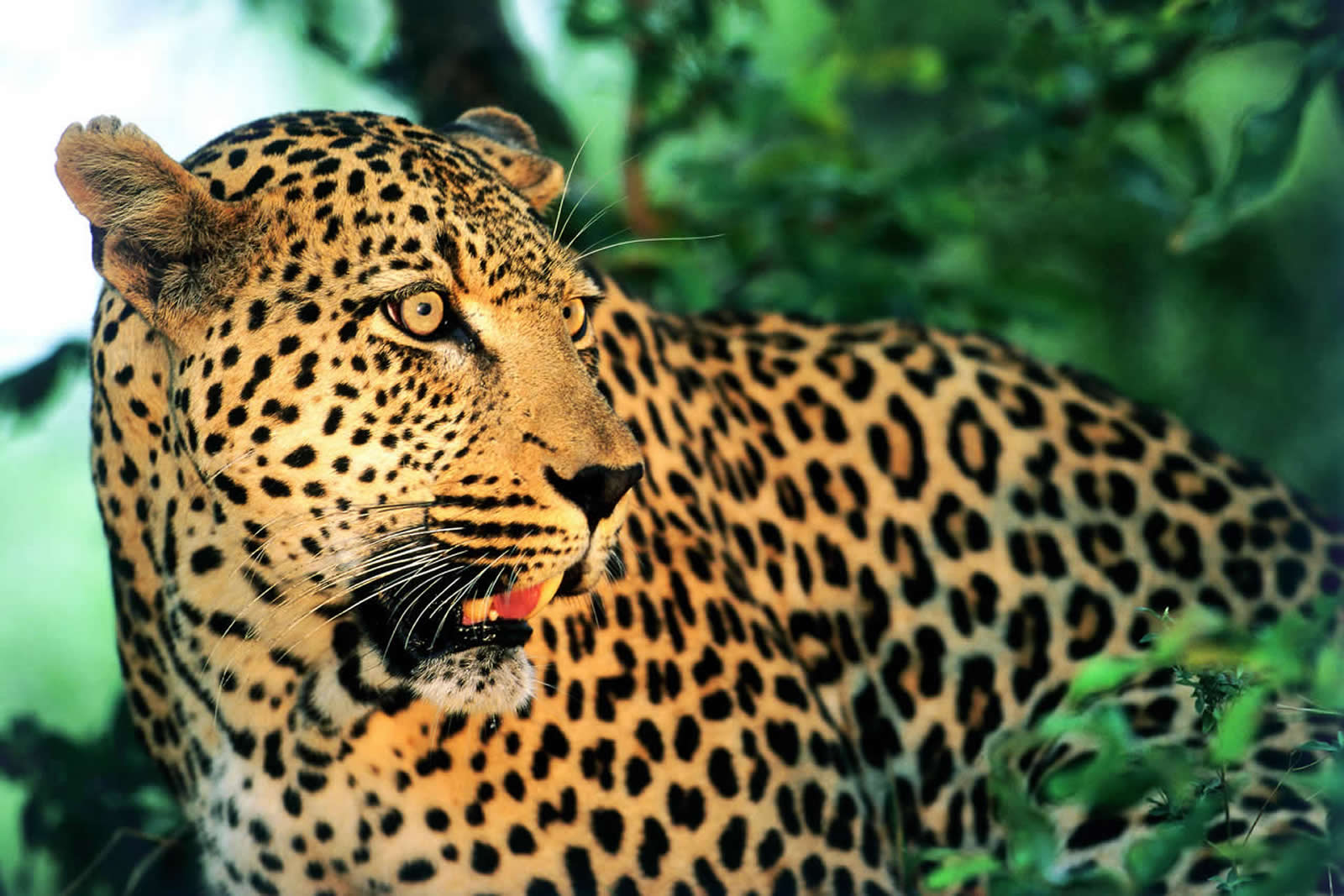 Amazing Wildlife Photography - Suha Derbent (18 photos)