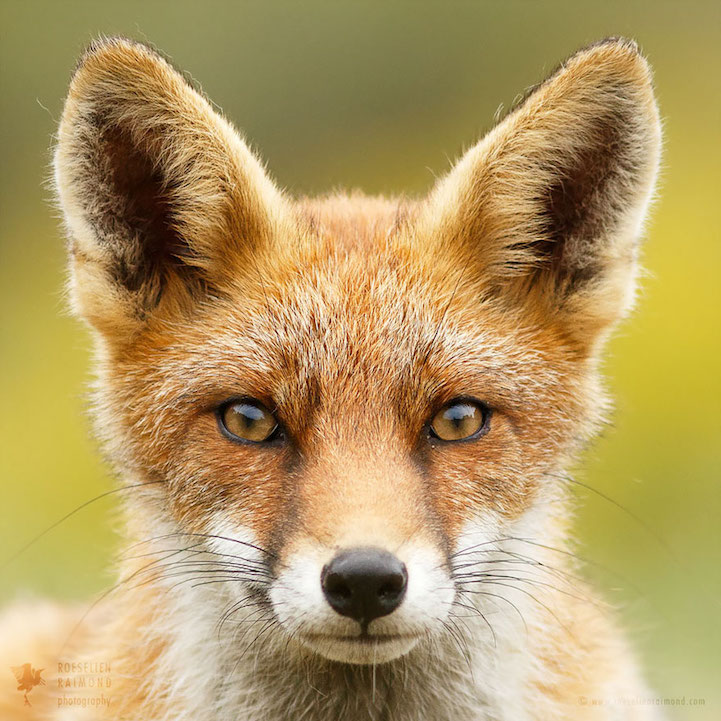 Photographer Captures Distinctive Fox Portraits to Reveal Their Vastly ...